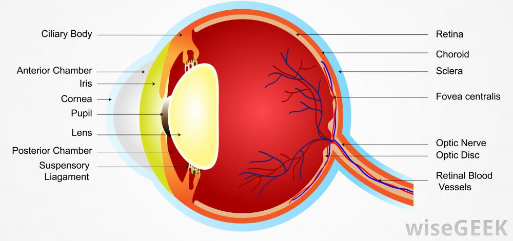 What Iridologist Do IIIFF What Iridologist Do IIIFF
